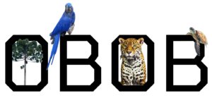 Calendário OBOB 2024 - NOIC